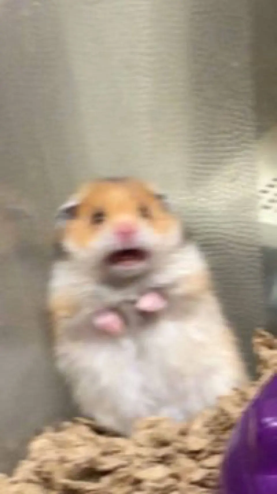 Scared Hamster Meaning — Memefile 7793